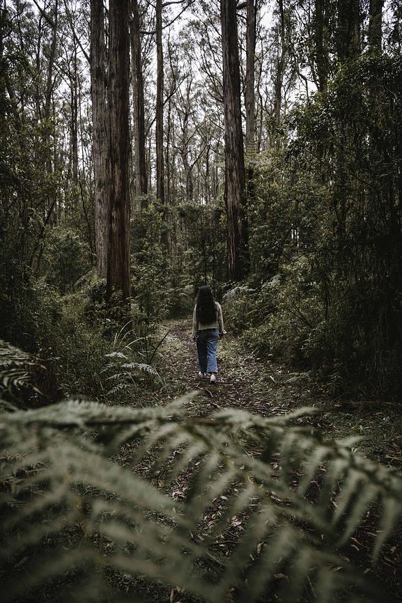 Toolangi National Park | Riparide