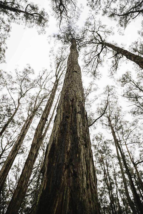Little Luxury - Adventure by Daniel in Toolangi, Yarra Valley, VIC, AU ...