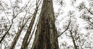 Little Luxury - Adventure by Daniel in Toolangi, Yarra Valley, VIC, AU ...