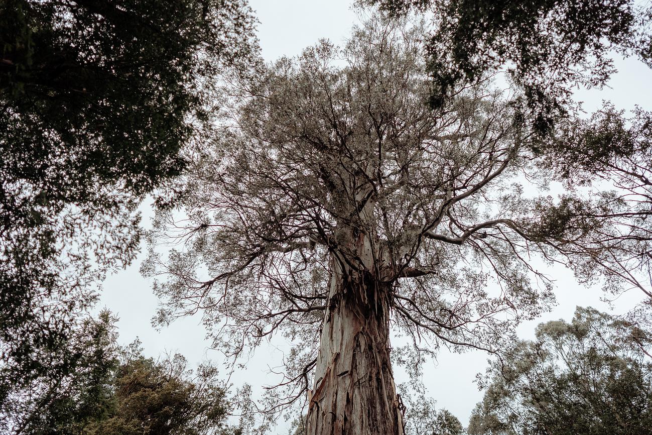The Ada Tree Walk | Riparide