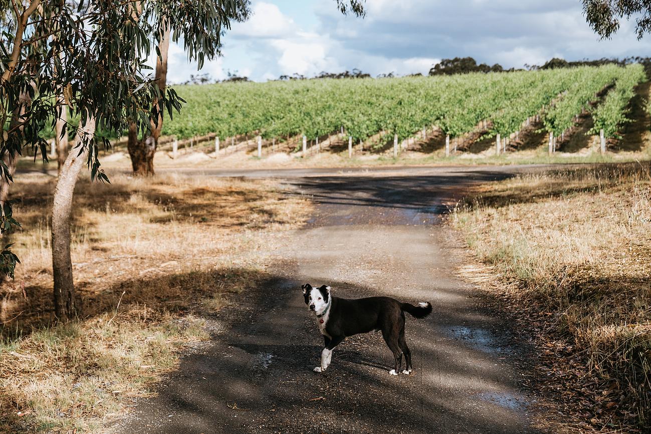 Sunset stroll around the vineyard | Riparide