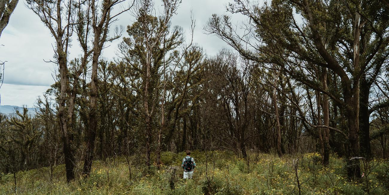 Cabbage Tree Cottage at Hidden Valley Retreat Cottages - Cottage for ...