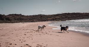 Dog Friendly Billabong Retreat - Adventure by Ellie in Bawley Point, South Coast, NSW, AU | Riparide