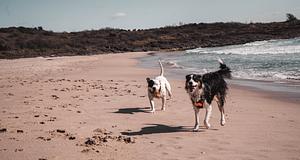 Dog Friendly Billabong Retreat - Adventure by Ellie in Bawley Point, South Coast, NSW, AU | Riparide
