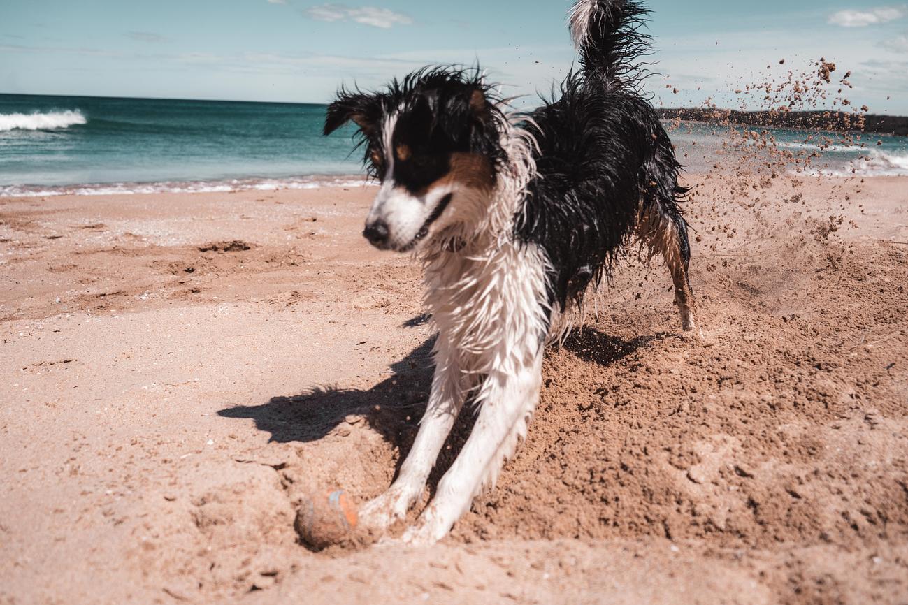 Dog Friendly Billabong Retreat - Adventure by Ellie in Bawley Point, South Coast, NSW, AU | Riparide