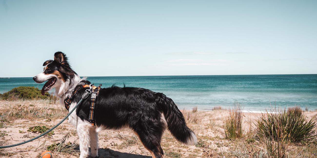 Dog Friendly Billabong Retreat - Adventure by Ellie in Bawley Point, South Coast, NSW, AU | Riparide
