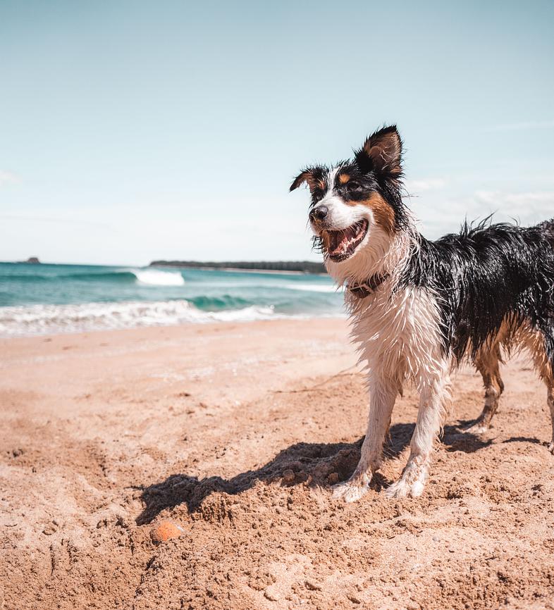 Dog Friendly Billabong Retreat - Adventure by Ellie in Bawley Point, South Coast, NSW, AU | Riparide