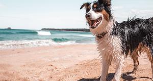 Dog Friendly Billabong Retreat - Adventure by Ellie in Bawley Point, South Coast, NSW, AU | Riparide