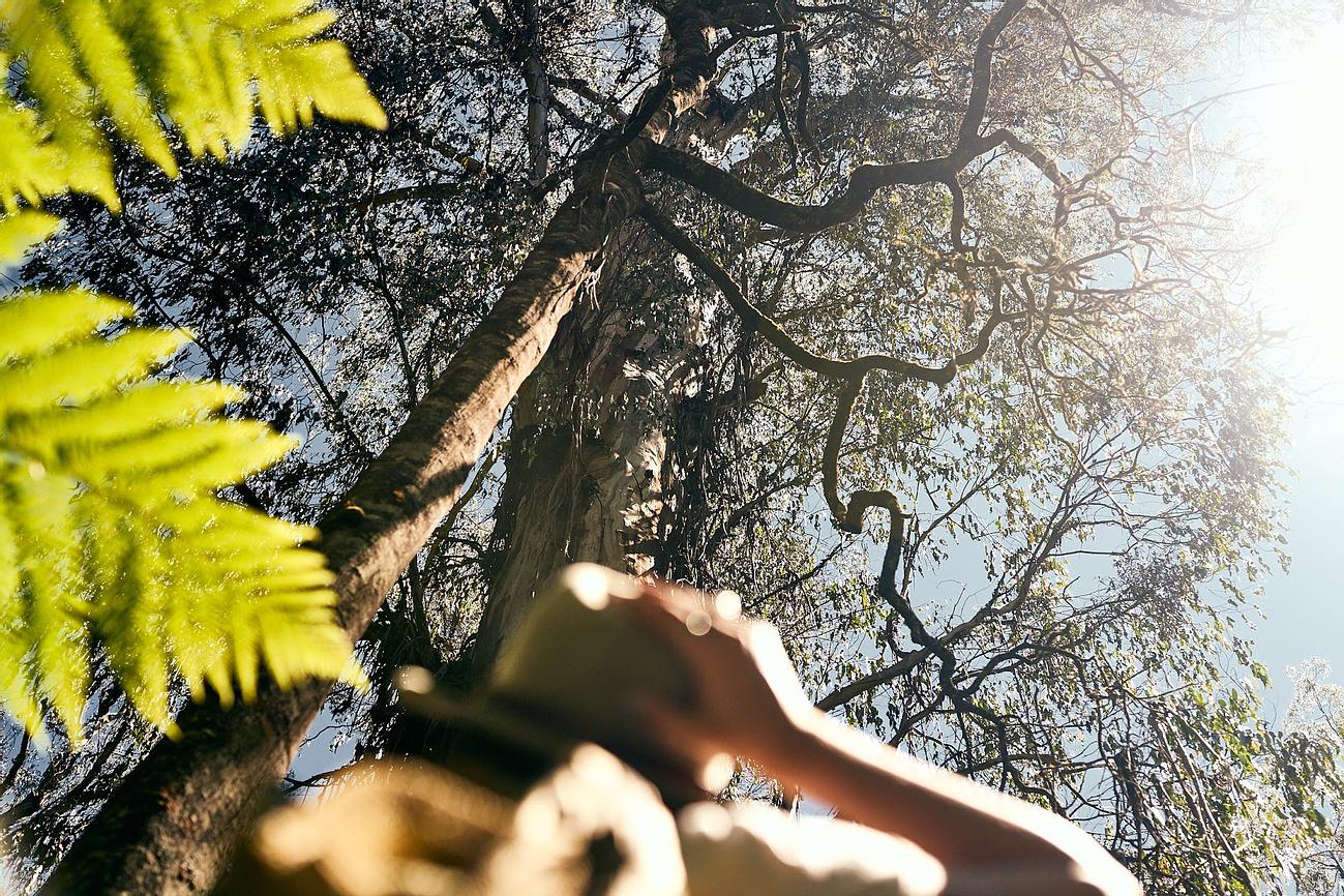 Bush Magic - Adventure by Tayla + Ben in Goongerah, Gippsland, VIC, AU ...