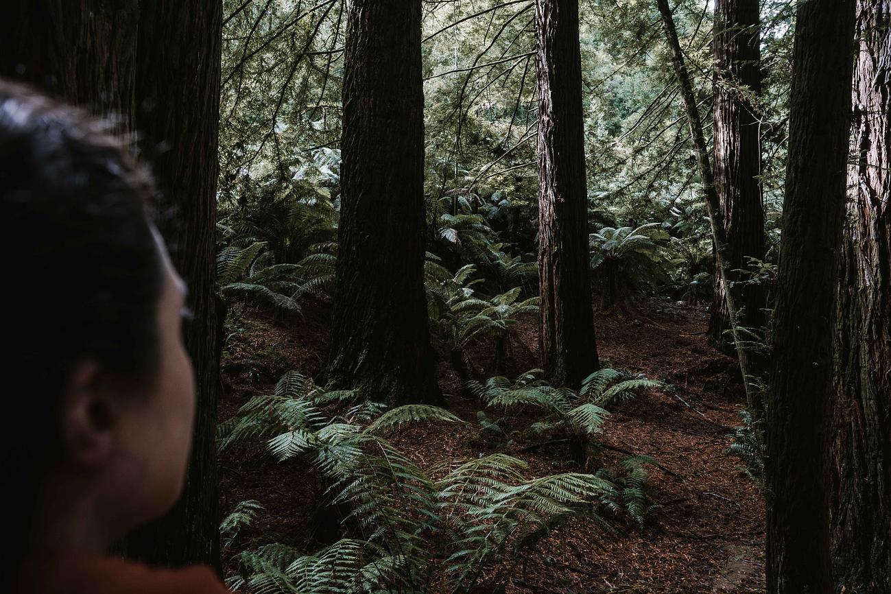 Redwood Forest | Riparide