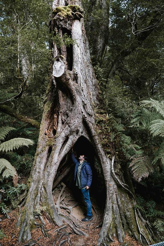 Maits Rainforest walk | Riparide