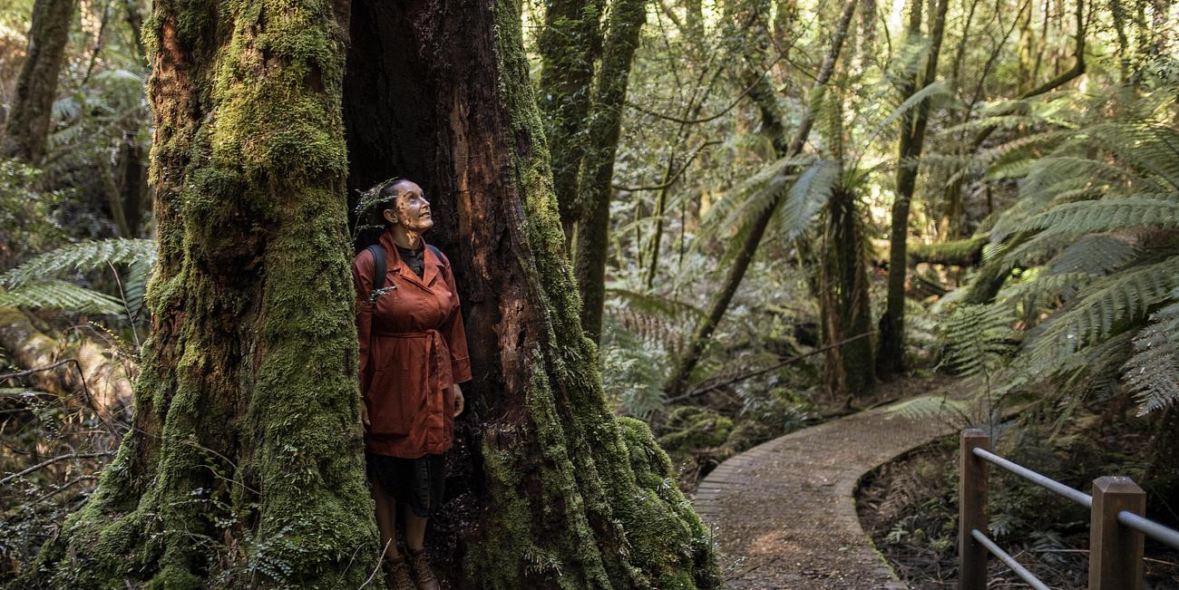 Meeting Mr Oak - Adventure by Jesse in Warburton, Yarra Valley, VIC, AU | Riparide