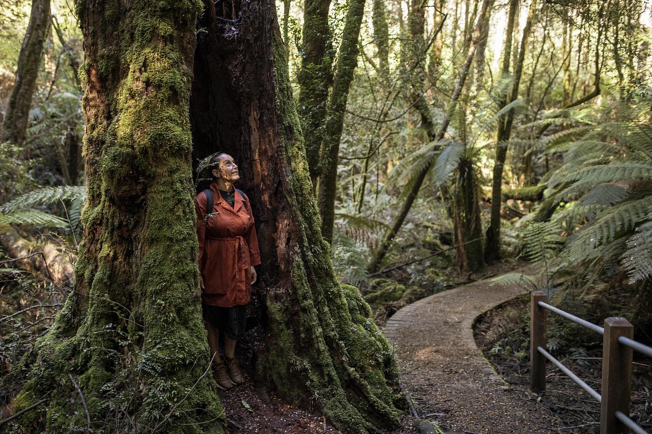 Meeting Mr Oak - Adventure by Jesse in Warburton, Yarra Valley, VIC, AU ...