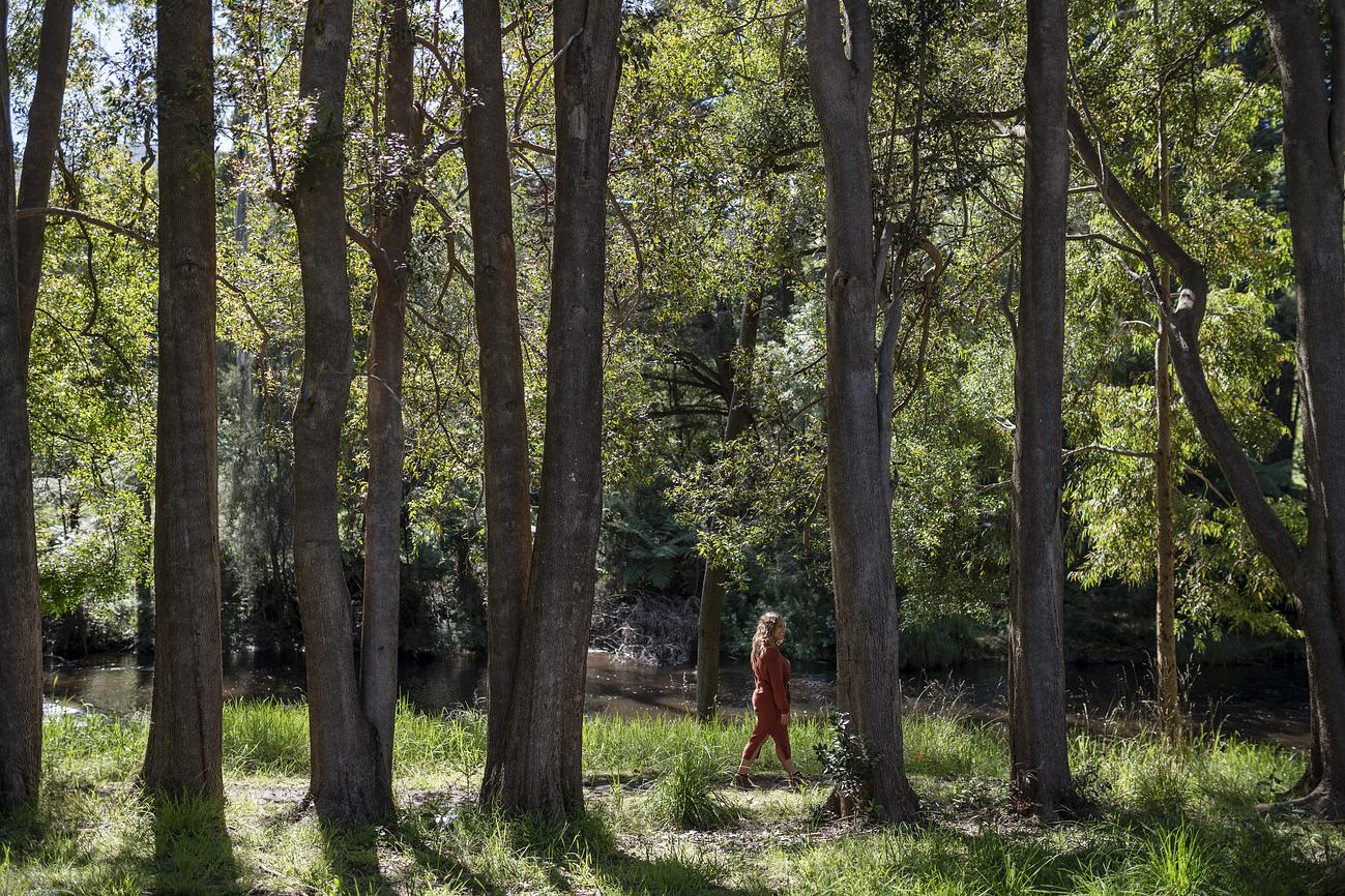 Meeting Mr Oak - Adventure by Jesse in Warburton, Yarra Valley, VIC, AU | Riparide