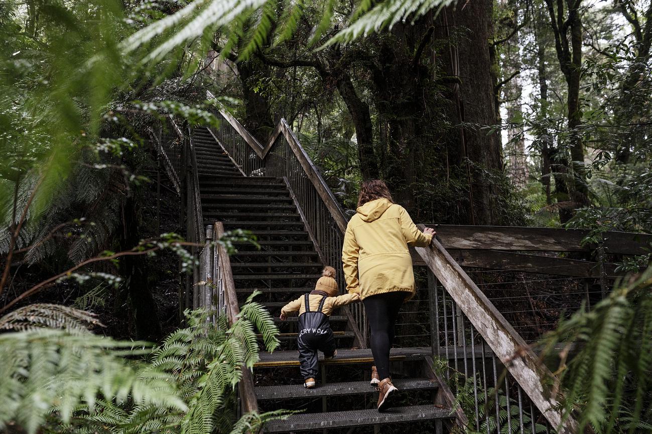 Rainforest Gallery | Riparide