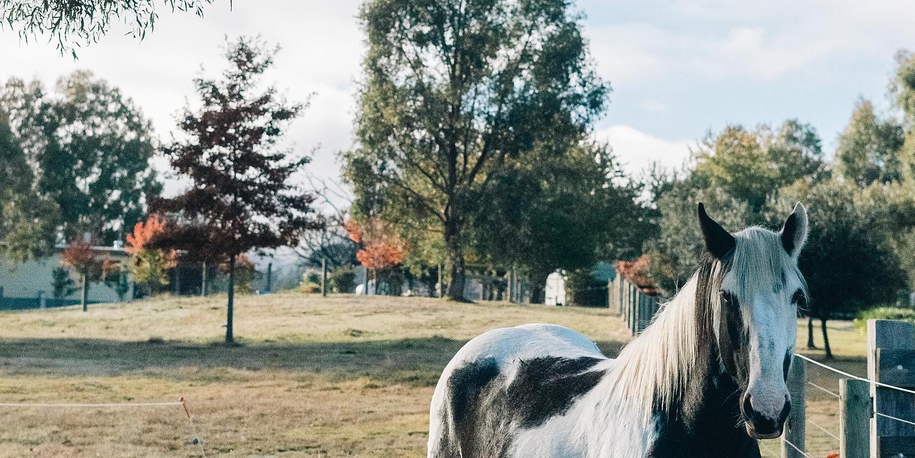 Hidden Hills of Howqua - Adventure by Tanika in Howqua Hills, High ...