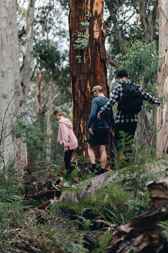 Timbertop Walking Track | Riparide