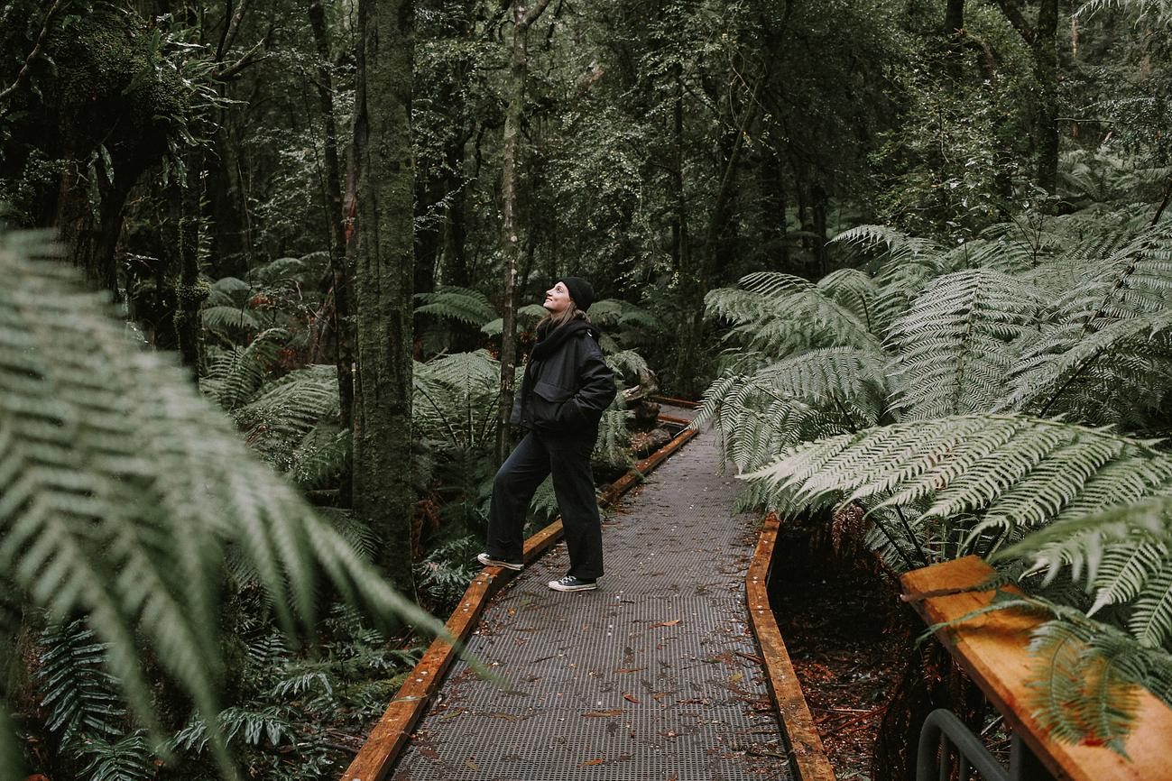 Wirrawilla Rainforest Walk | Riparide