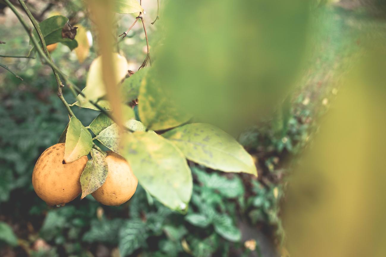 Ros Ritchie Wines | Riparide