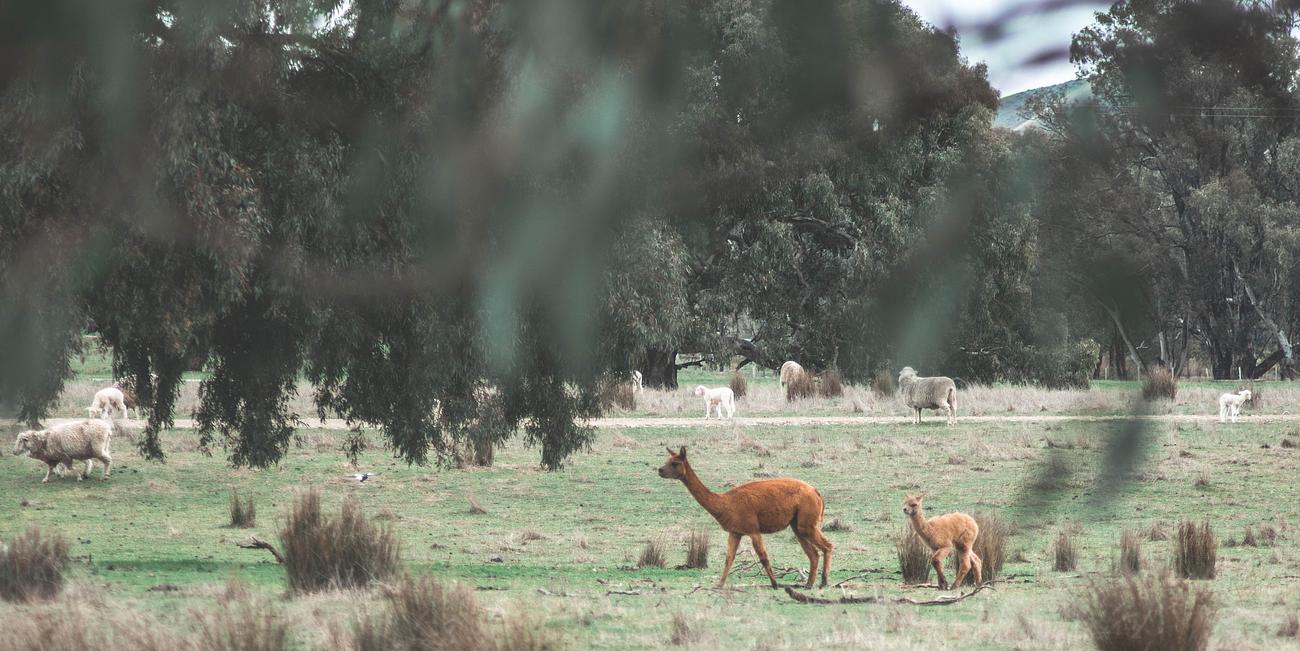 The Hut at Elm Tree Farm - Farm for Rent in Mansfield, High Country ...