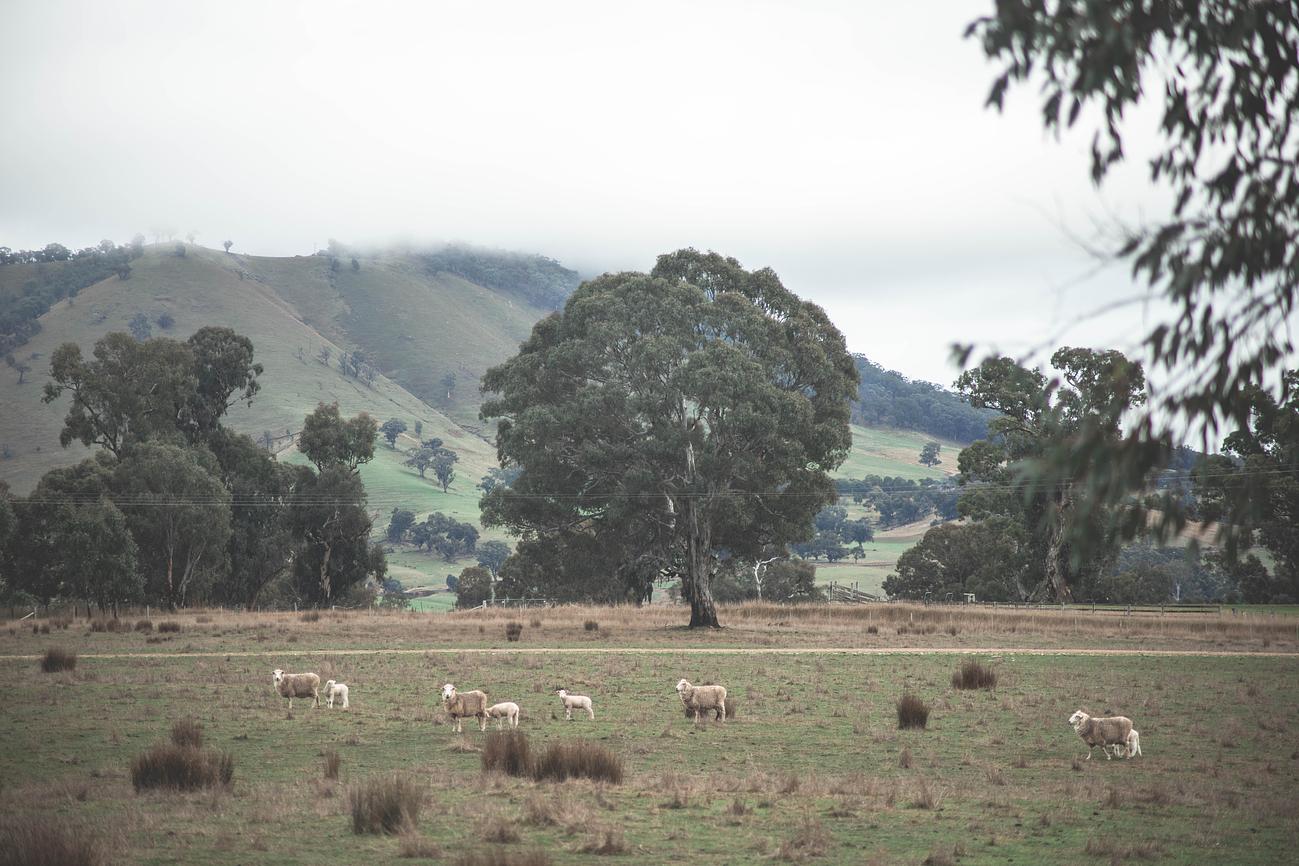 The Hut at Elm Tree Farm - Farm for Rent in Mansfield, High Country ...