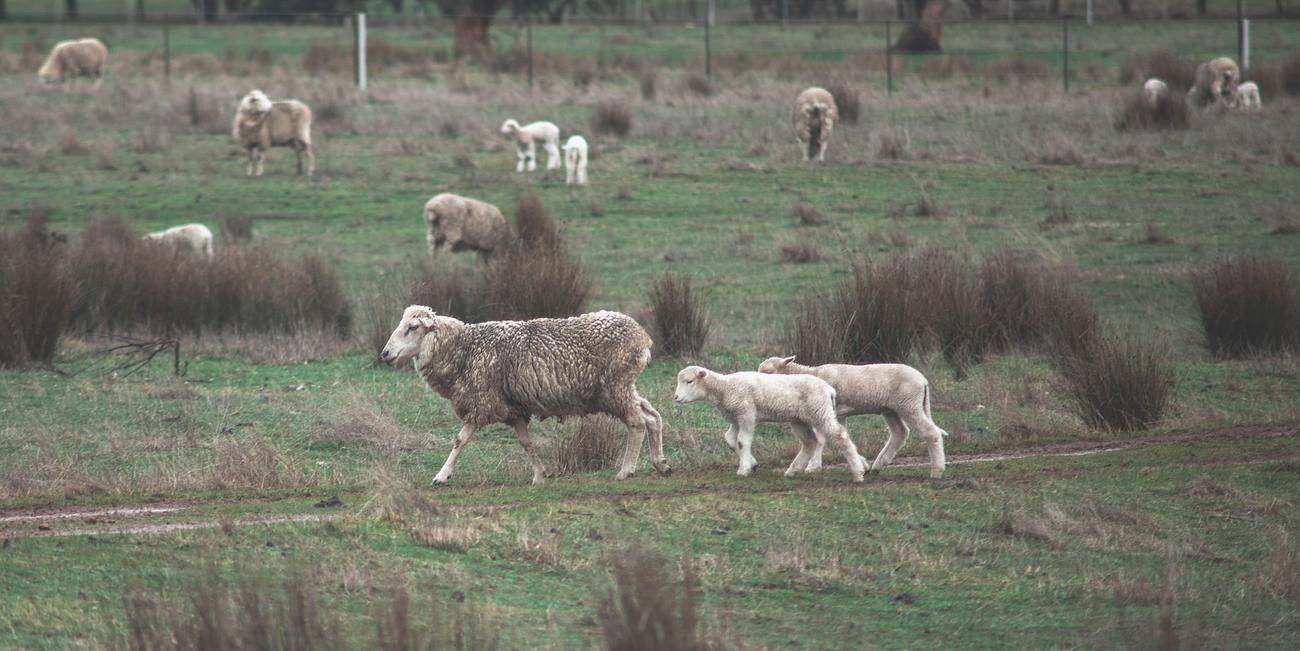 The Hut at Elm Tree Farm - Farm for Rent in Mansfield, High Country ...