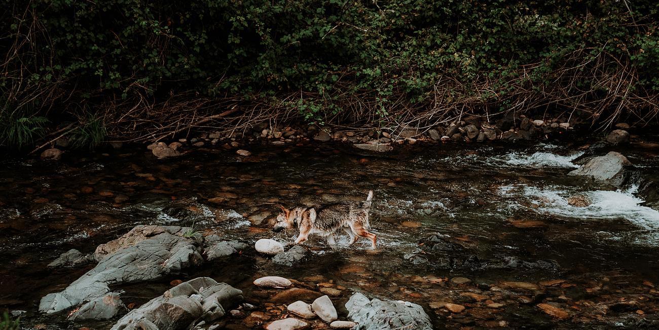 Hounds and Howqua Hills - Adventure by Jaccob & Sunshine in Mansfield ...