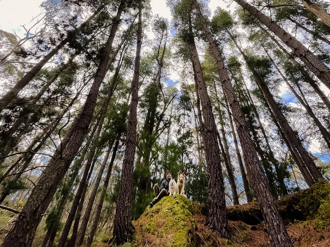Hepburn Springs Pine Forest | Riparide