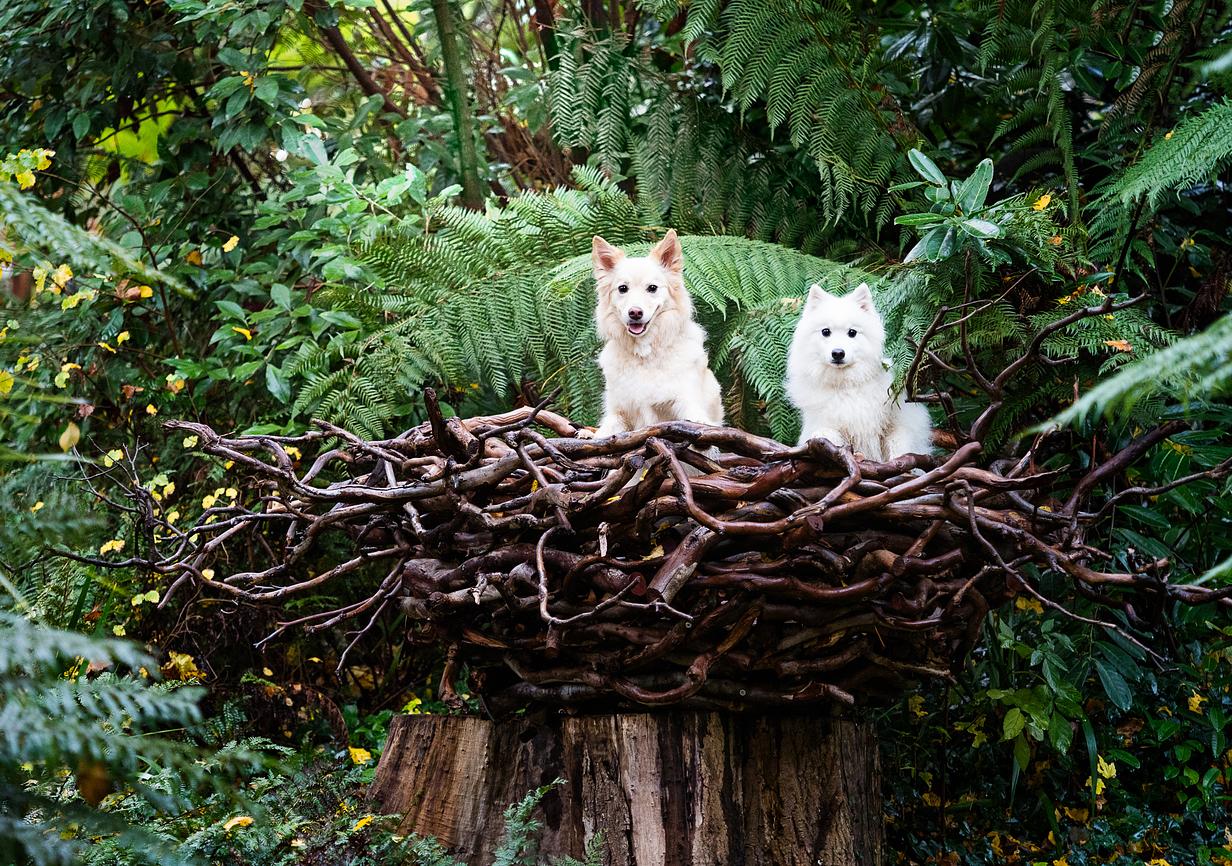 Wombat Hill Botanic Gardens | Riparide