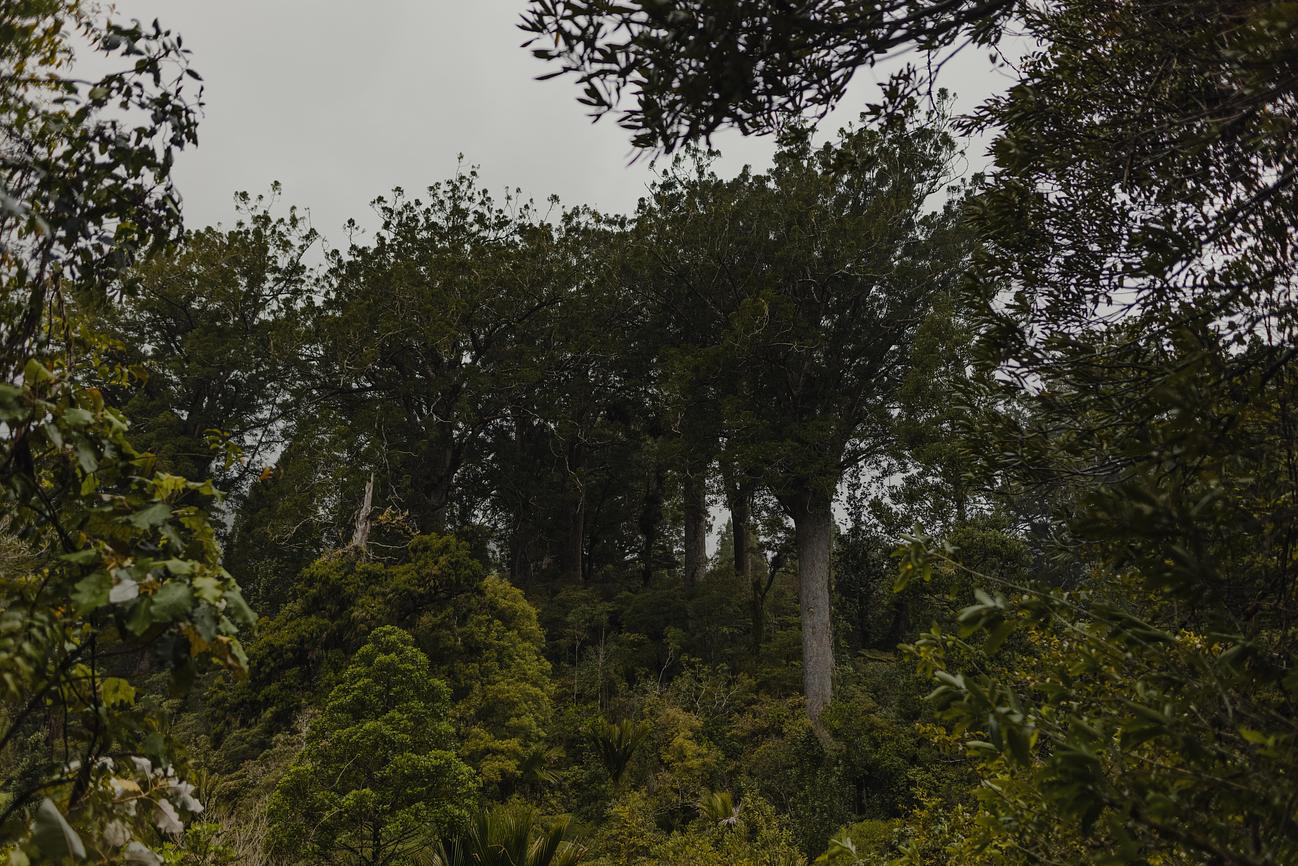 Waiau Kauri Grove | Riparide