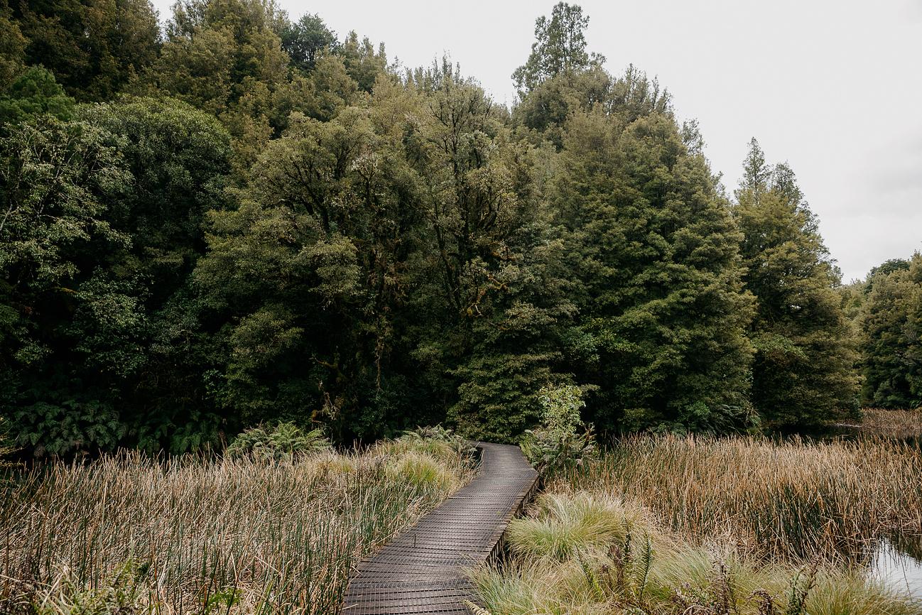 Ohinetonga Forest Walk | Riparide