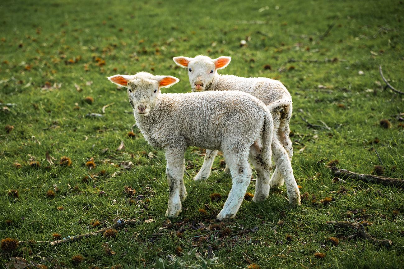 Visit the Farm Animals | Riparide