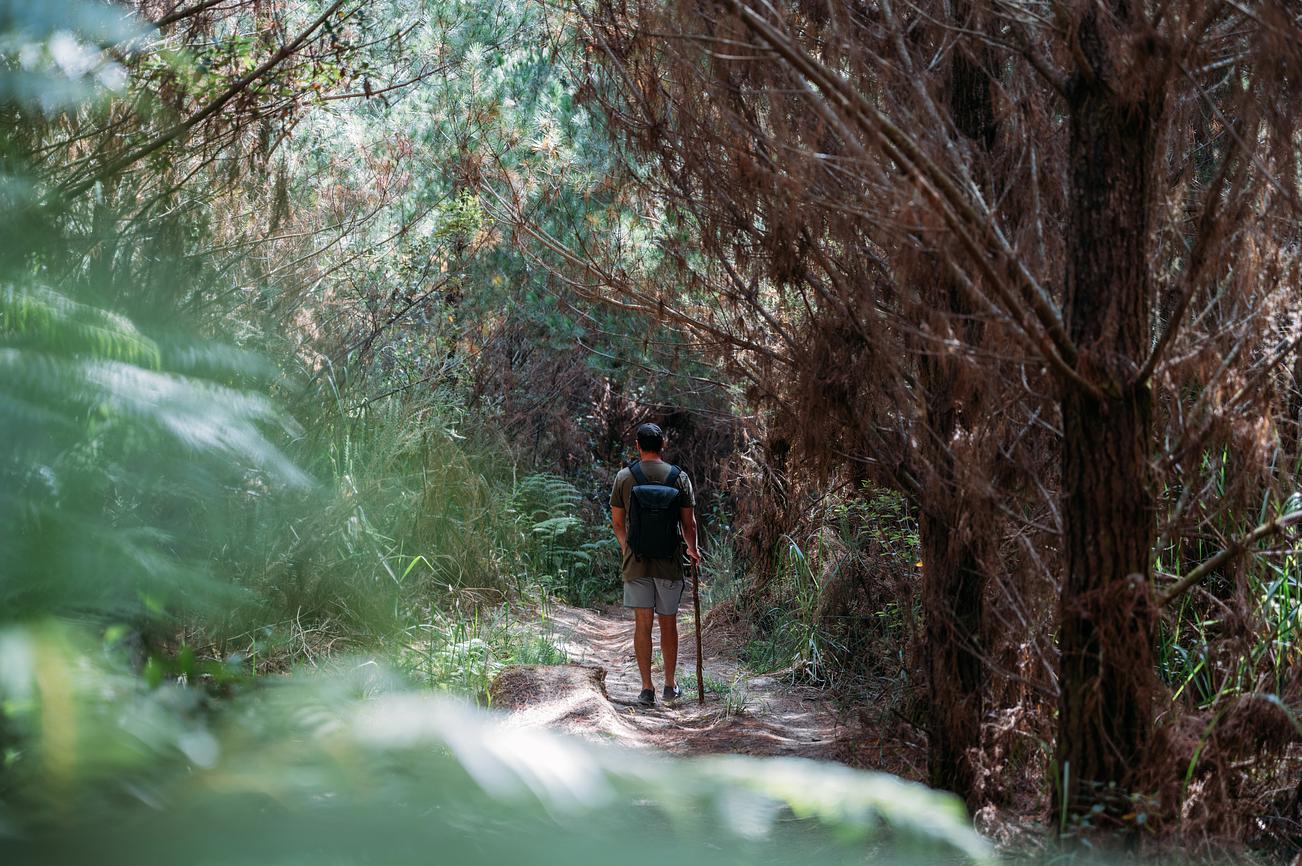 Riverhead Forest Bush Walk | Riparide