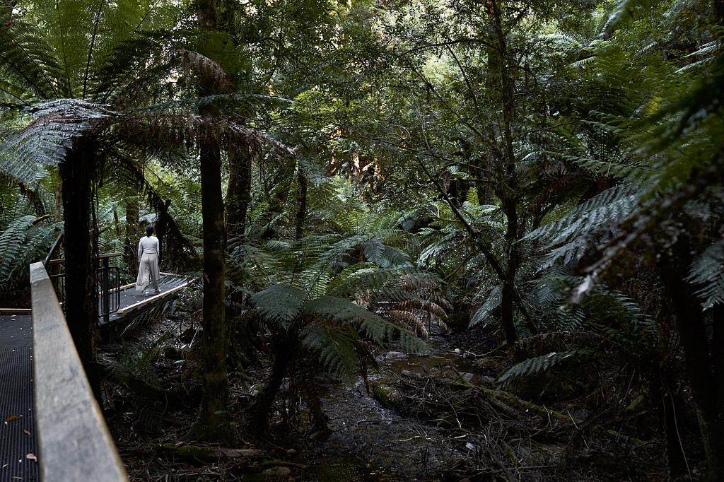 Wirrawilla Rainforest Walk | Riparide