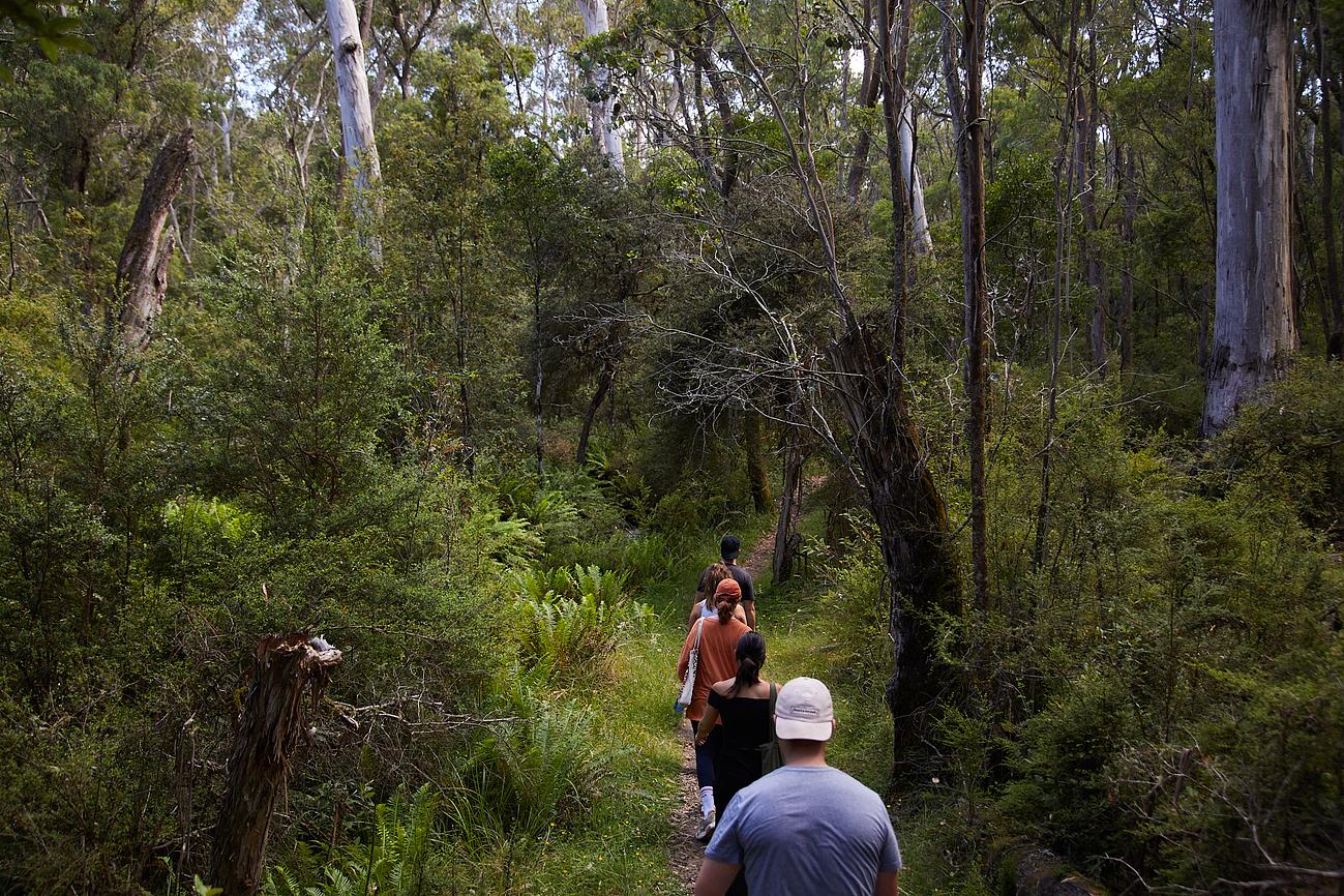 Hiking Plain Creek Track | Riparide