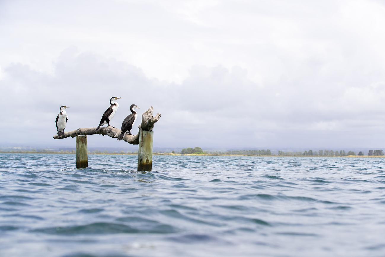 Bird Watching at Dotterel Point Reserve | Riparide