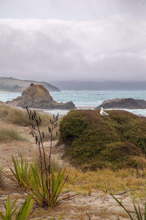 Private Bush Retreat - Cabin for Rent in Matakana, Auckland, NZ | Riparide