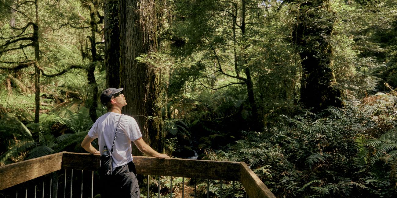 Forest Bathing - Adventure by Cora & Charlie in Mount Toolebewong, Yarra valley, Yarra Valley ...