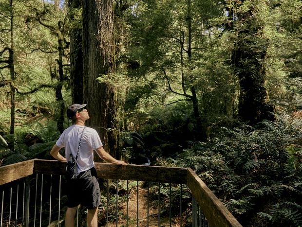 Forest Bathing - Adventure by Cora & Charlie in Mount Toolebewong, Yarra valley, Yarra Valley ...