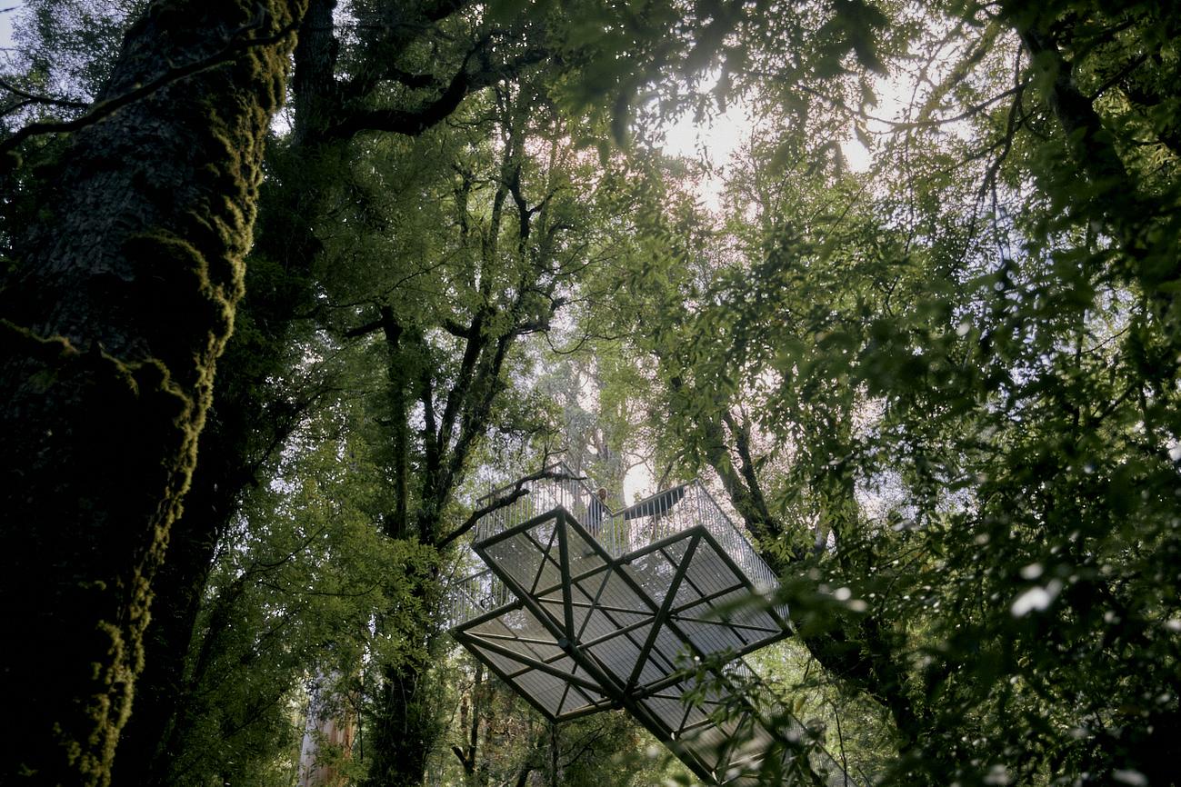 Rainforest Gallery | Riparide