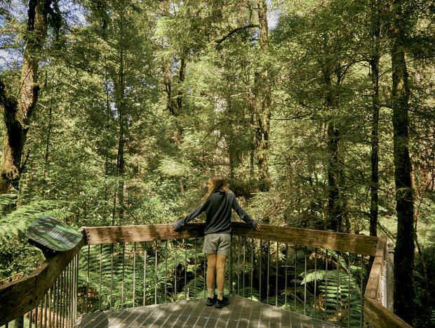 Forest Bathing - Adventure by Cora & Charlie in Mount Toolebewong, Yarra valley, Yarra Valley ...