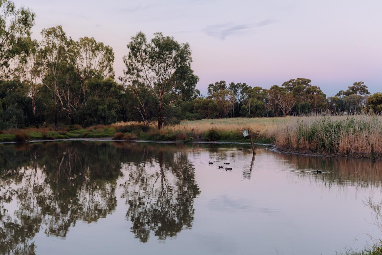 Sunset Stroll at Cussen Park | Riparide