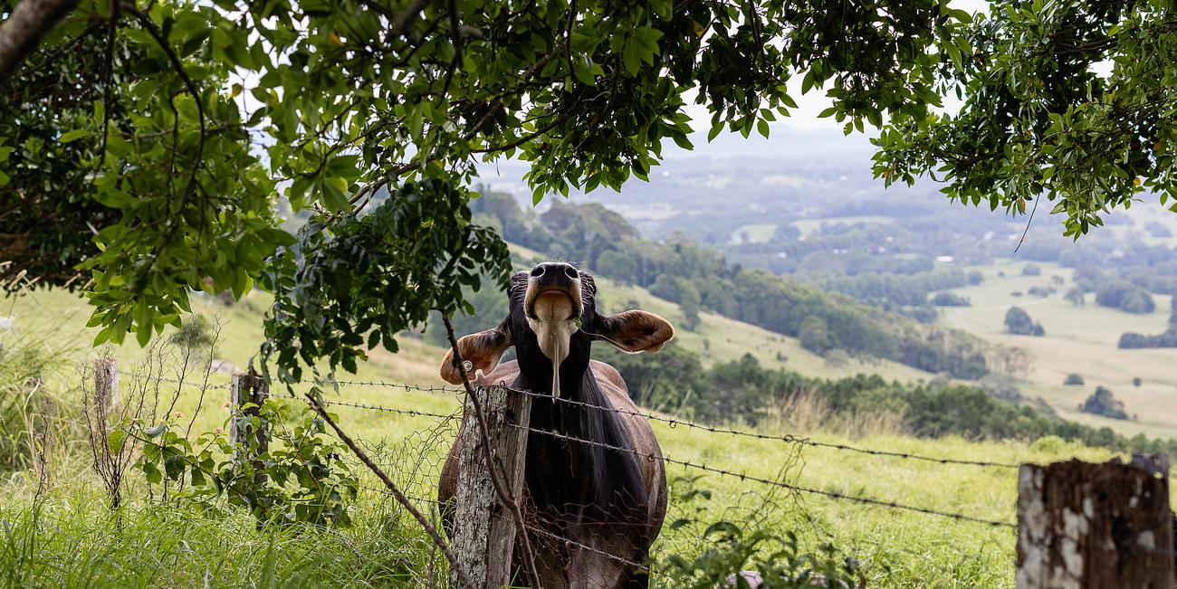 Hilltop Cabin in the Hinterlands - Adventure by Danielle in Yelgun ...