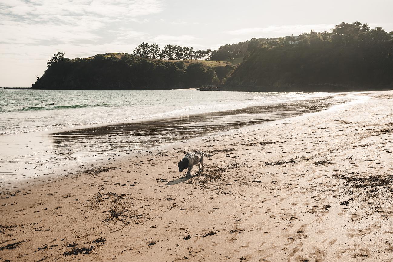 Palm Beach | Riparide