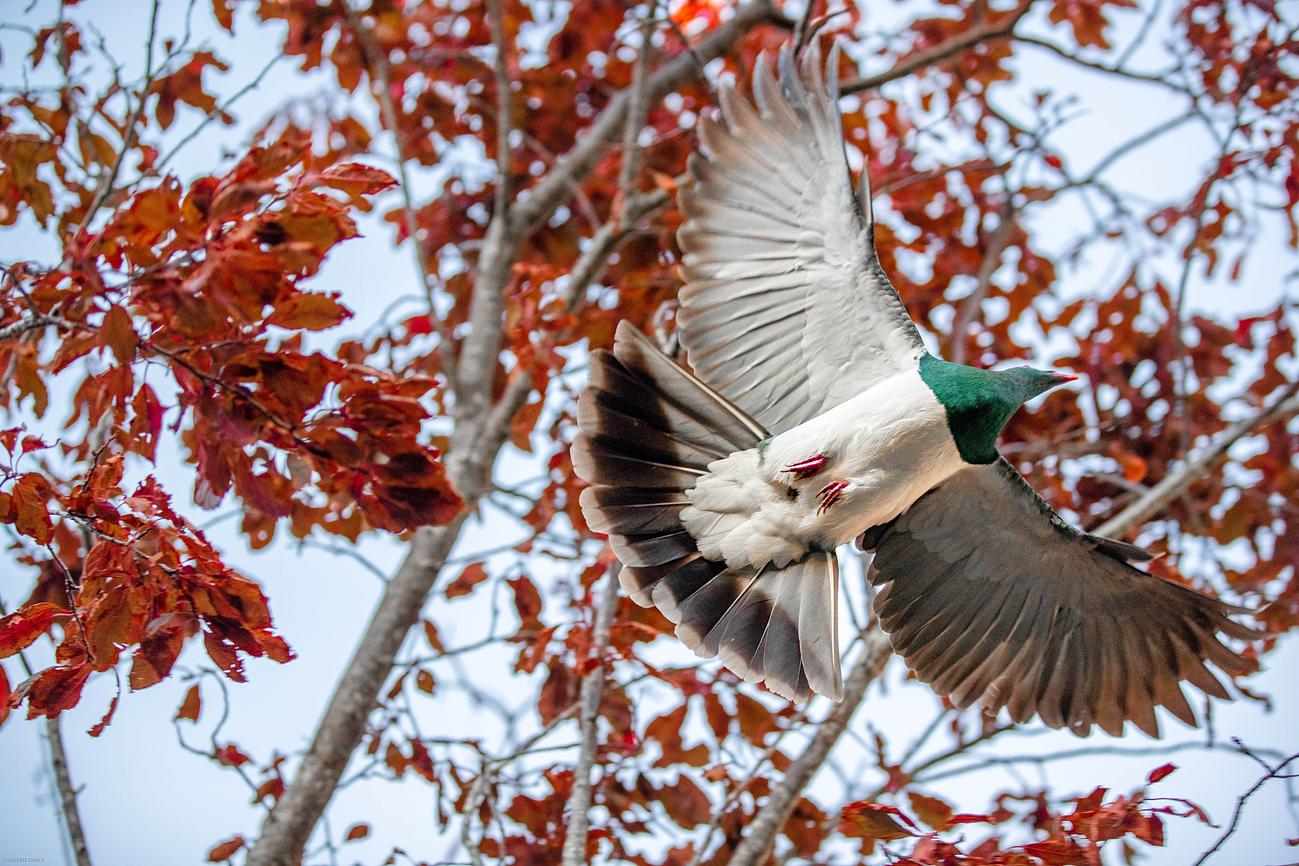 Bird Watching | Riparide