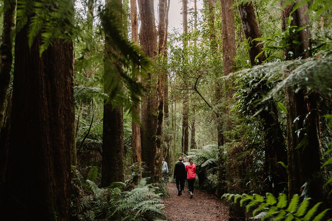 Beauchamp Falls Walk | Riparide