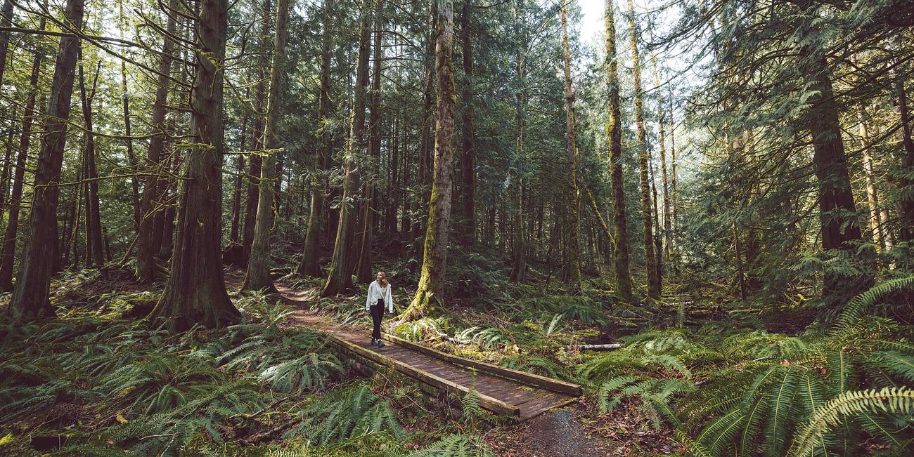 Hideaway Amongst the Trees in Bellingham - Adventure by Jeffrey in ...