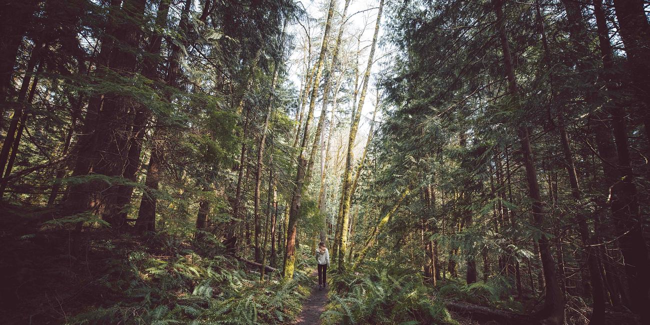 Hideaway Amongst the Trees in Bellingham - Adventure by Jeffrey in ...