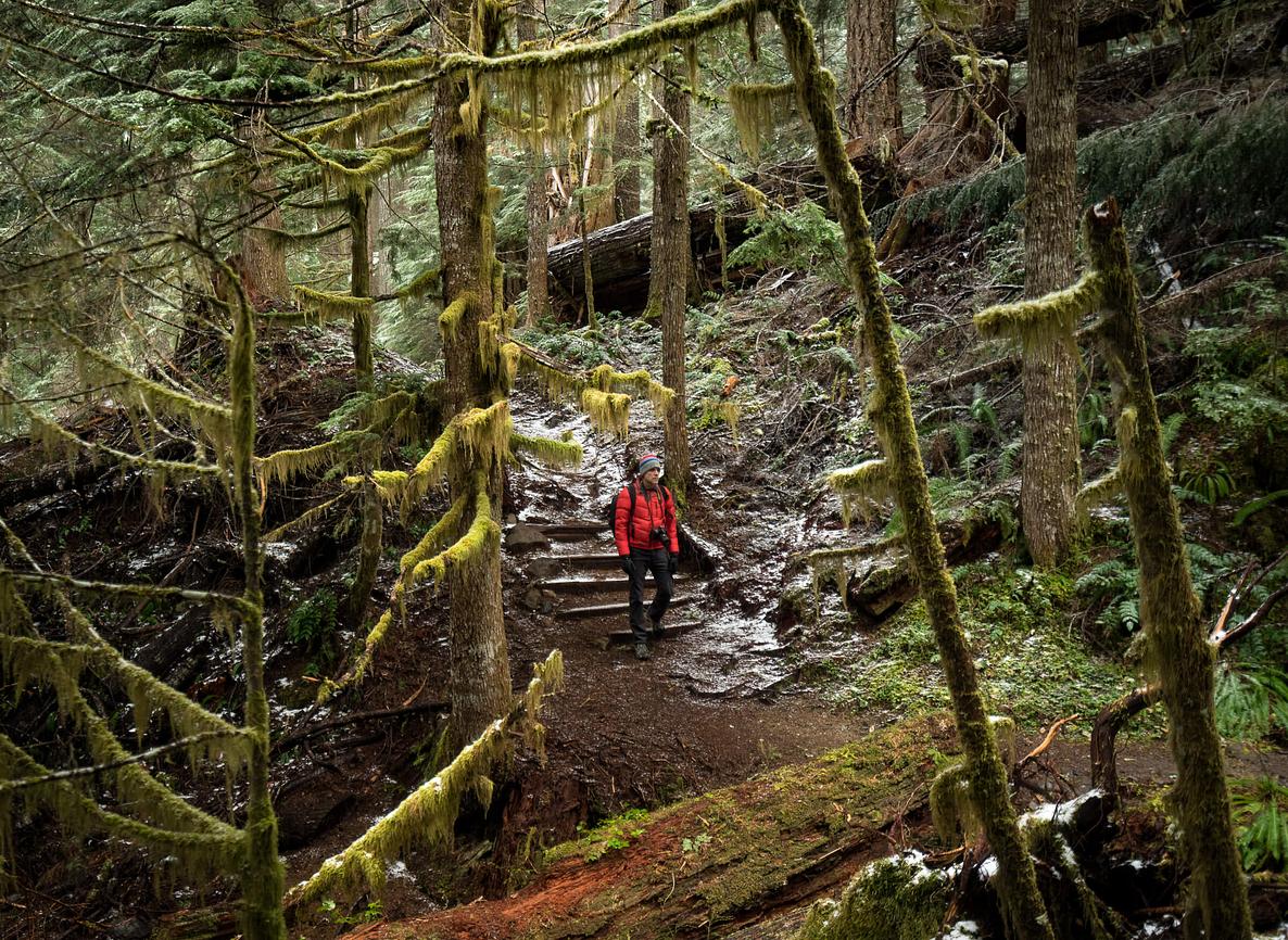 Hike Twin Firs Loop Trail | Riparide