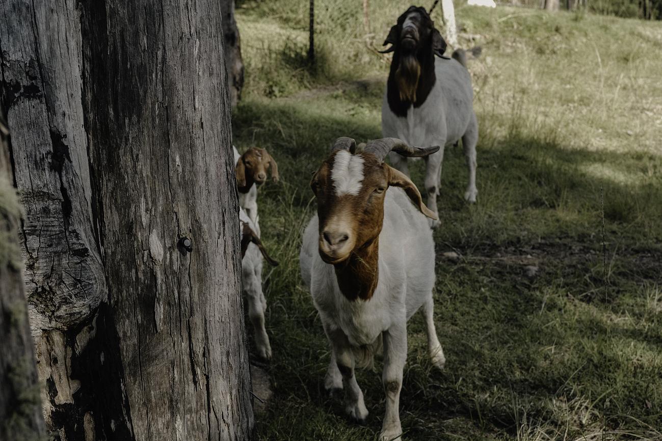 Farm Friends – Goats and Chickens | Riparide